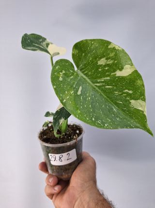 Monstera Thai constellation , Exact plant 29.8.2