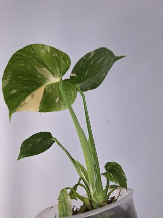 Monstera Thai constellation , Exact plant 29.8.3