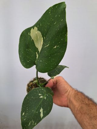 Monstera Thai constellation , Exact plant 29.8.4