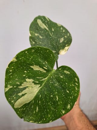 Monstera Thai constellation , Exact plant 29.8.8