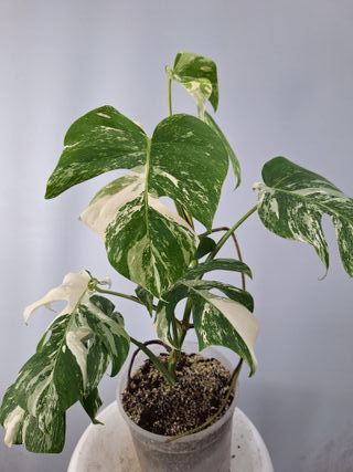 Monstera deliciosa Albo Variegata UNIQUE 29.8.9