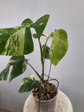 Monstera deliciosa Albo Variegata UNIQUE 29.8.31