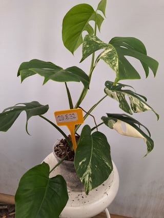 Monstera deliciosa AlboVariegata UNIQUE 29.8.32 XL
