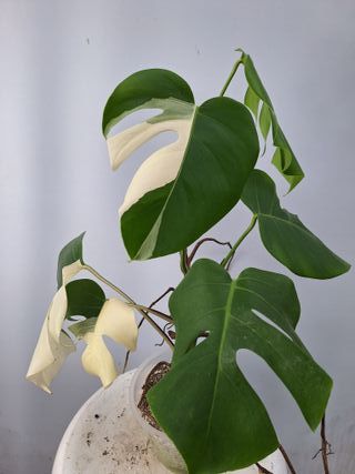 Monstera deliciosa Albo Variegata UNIQUE 29.8.35