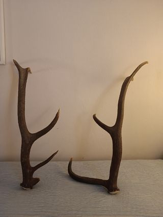 Collezionismo e Arredamento