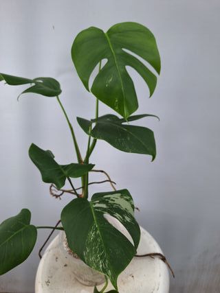Monstera deliciosa Albo Variegata UNIQUE 29.8.36
