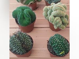 Quartetto di crestate