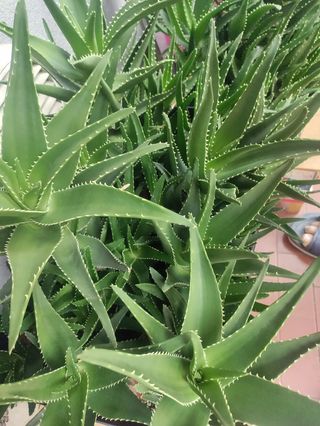 Aloe Arborescens