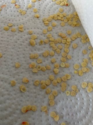 Peperoncino tondo calabrese