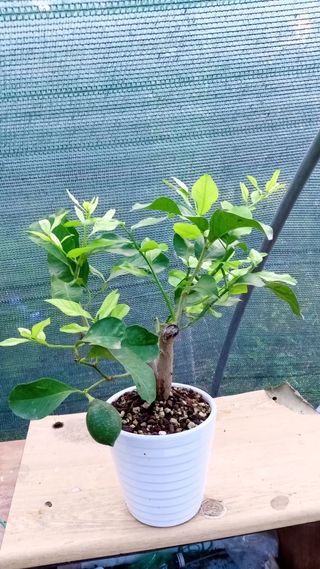 Limone bonsai