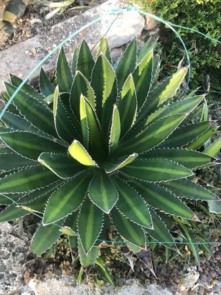 agave lopantha tricolor