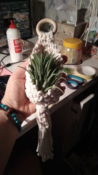 Porta tillandsia
