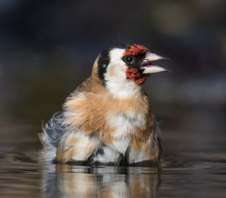 Quadro animali selvatici