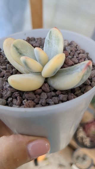 Cotyledon orbiculata variegata oopylla
