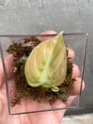 Philodendron Melanochrysum pianta rara