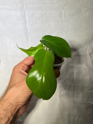 Kit philodendron W