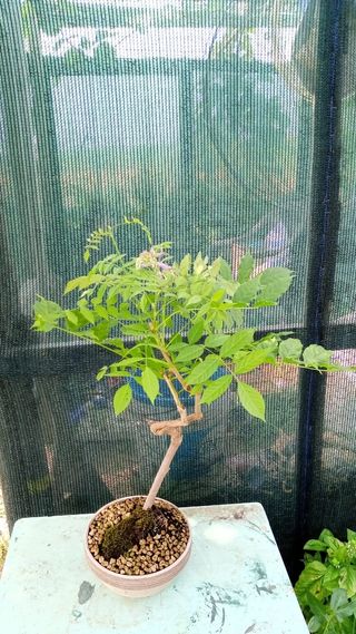 Glicine bonsai