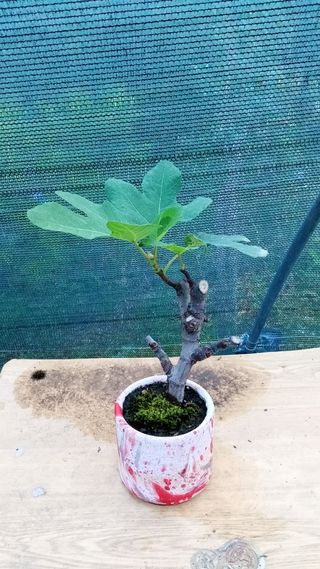 Mini bonsai di fico
