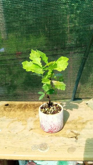 Mini bonsai di quercia