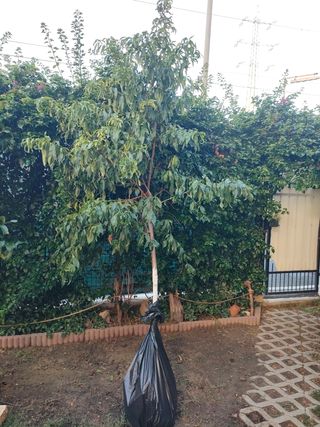 Alberino pesche bianche regalo ritiro veloce