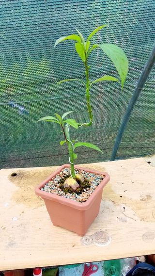 Bonsai di avocado