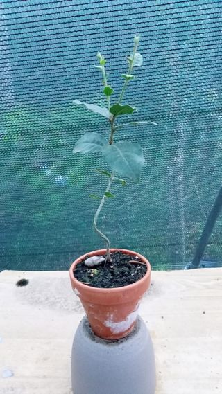 Mini bonsai di leccio