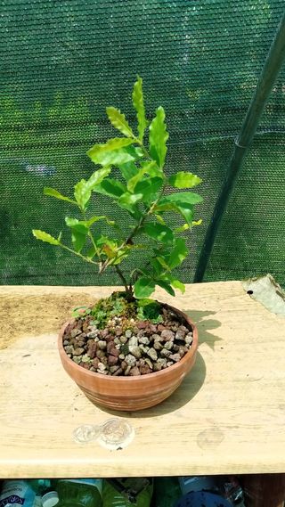 Bonsai di quercia