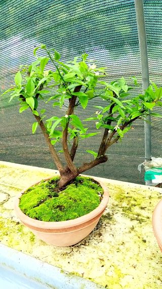 Bonsai di mandarino