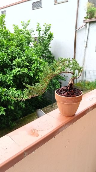 Ginepro bonsai stile cascata