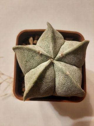 Astrophytum myriostigma cactus 5 cm