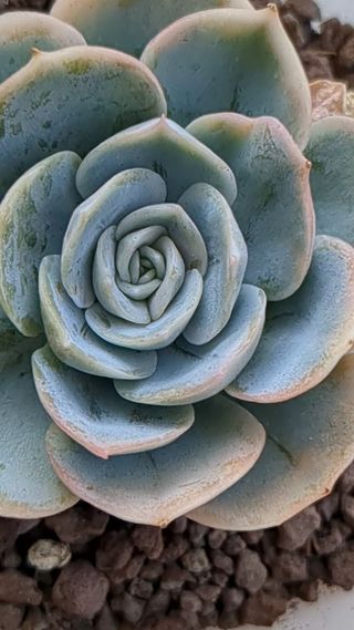 Echeveria Blue Surprise variegata