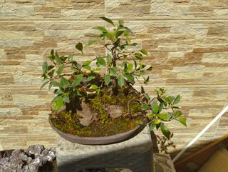 Bonsai ishizuki ficus