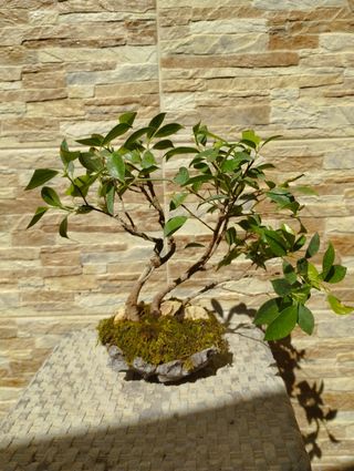 Bonsai boschetto ficus