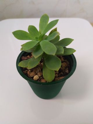 Pianta grassa - succulenta Sedum Palmeri