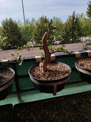 Bonsai di Quercia Sughera