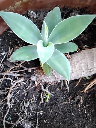 Pianta  Agave Attenuata piccola
