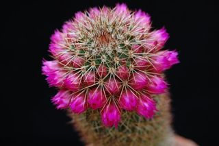 PIANTE CACTUS MAMMILLARIA