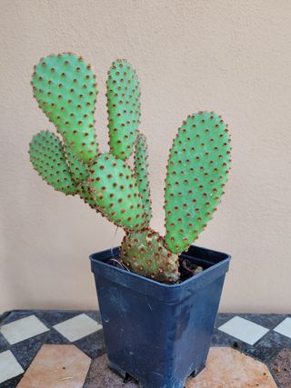 Opuntia