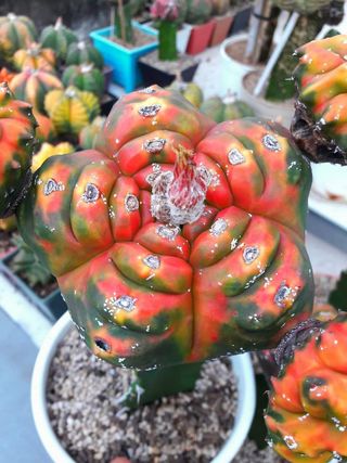 Astrophytum miryostigma kikko koh yo