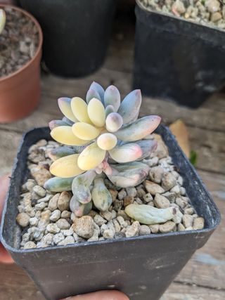 Pachyphytum machucae baby finger variegato