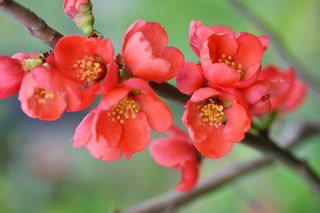 Pianta Chaenomeles japonica cotogno giapponese