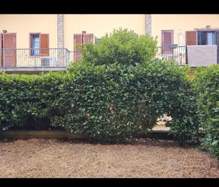 siepi da giardino vere