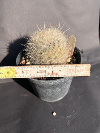 Mammillaria senilis pianta grassa