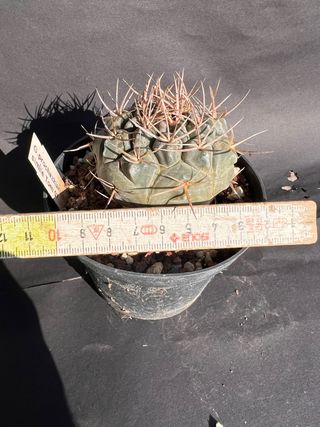 Gymnocalycium prochazkianum TOM 07-265/1