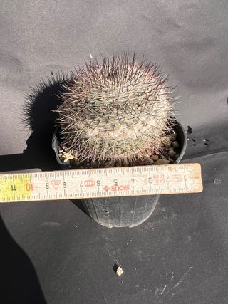 Mammillaria ritteriana pianta grassa