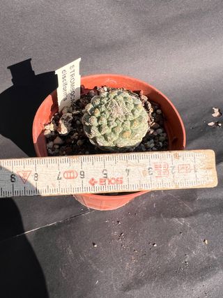 Strombocactus Disciformis  pianta grassa