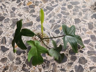 philodendron florida ghost