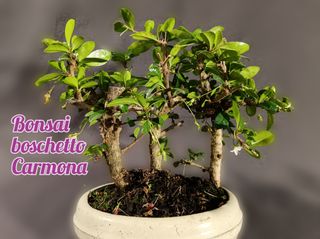 Bonsai boschetto di Carmona
