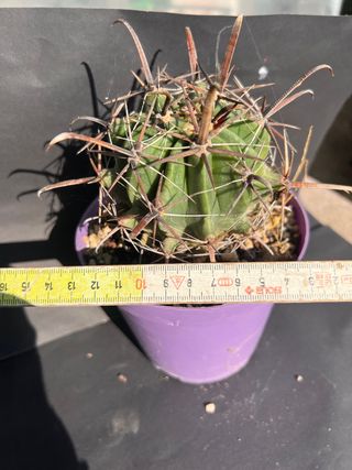 Ferocactus sp 1, pianta grassa