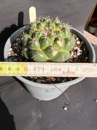 Coryphantha maiz tablaswnsis pianta grassa